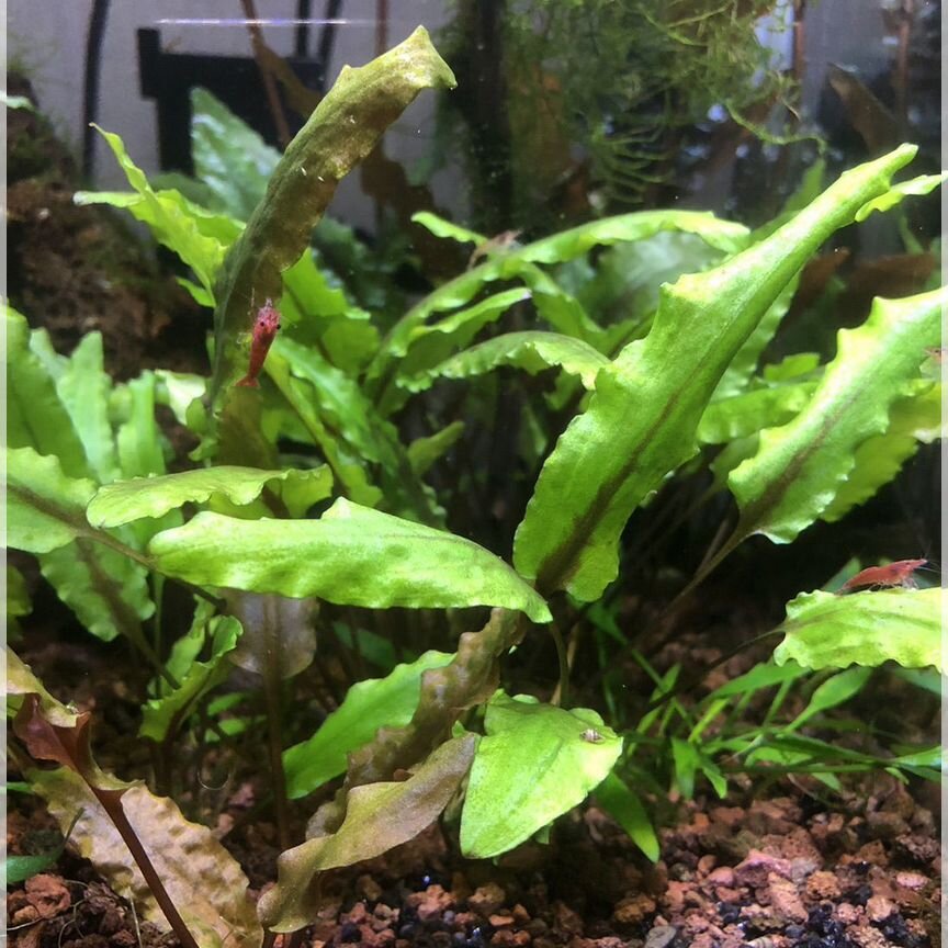 Аквариумное растение Криптокорина Вендта