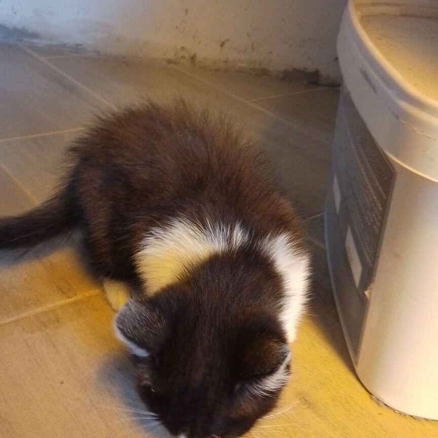 Котëнок в добрые руки бесплатно