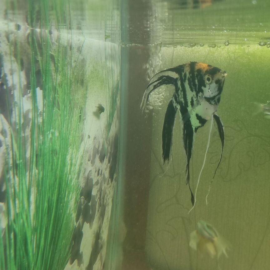 Скалярия черная