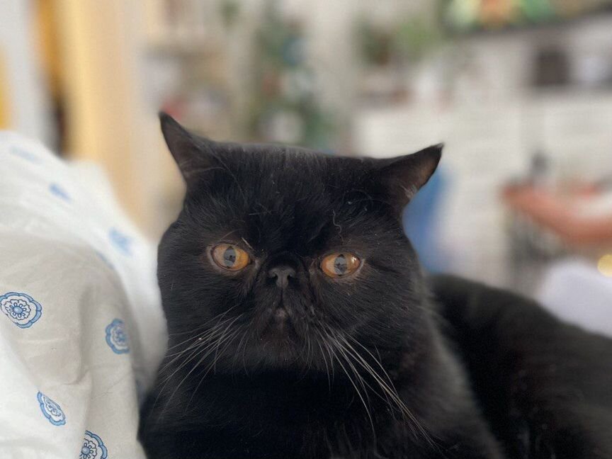 Ищем невесту