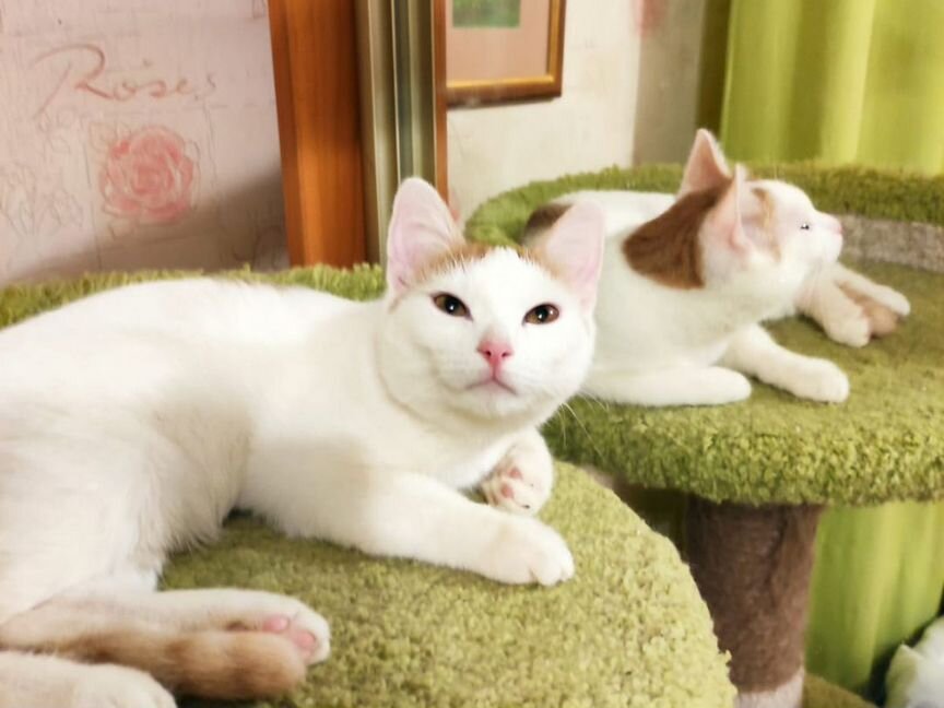 Котёнок Бельчонок