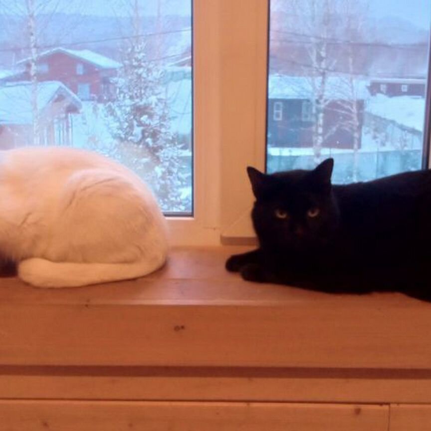 Коты в добрые руки