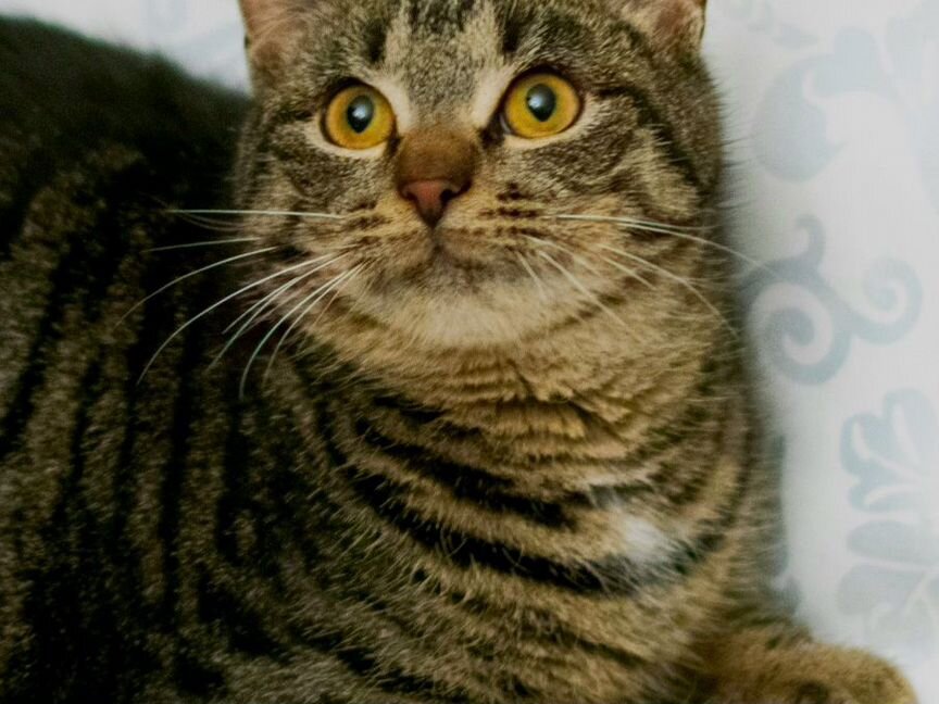 Красавец, ласковый Василь, 6 месяцев