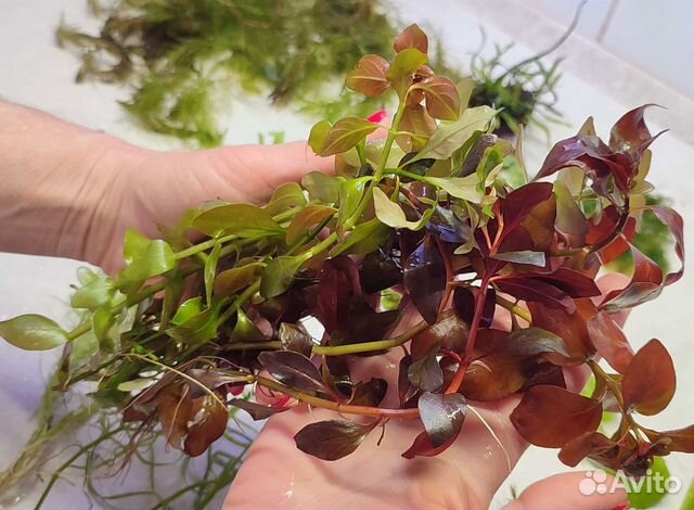 Аквариумные растения купить в Москве | Животные и зоотовары | Авито