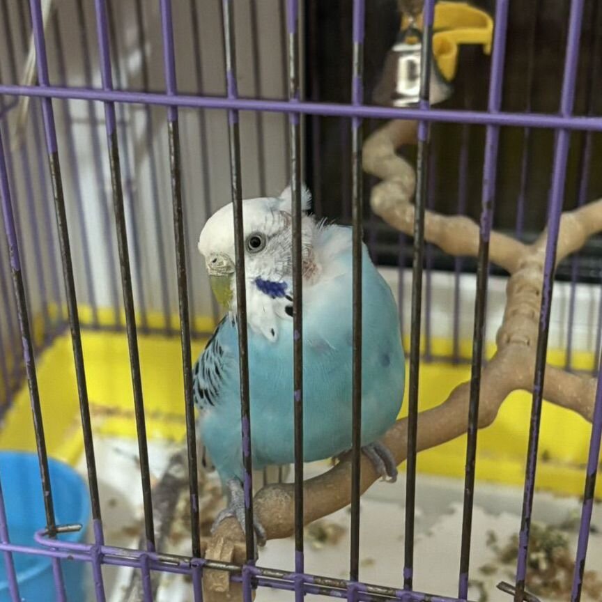 Волнистые попугаи