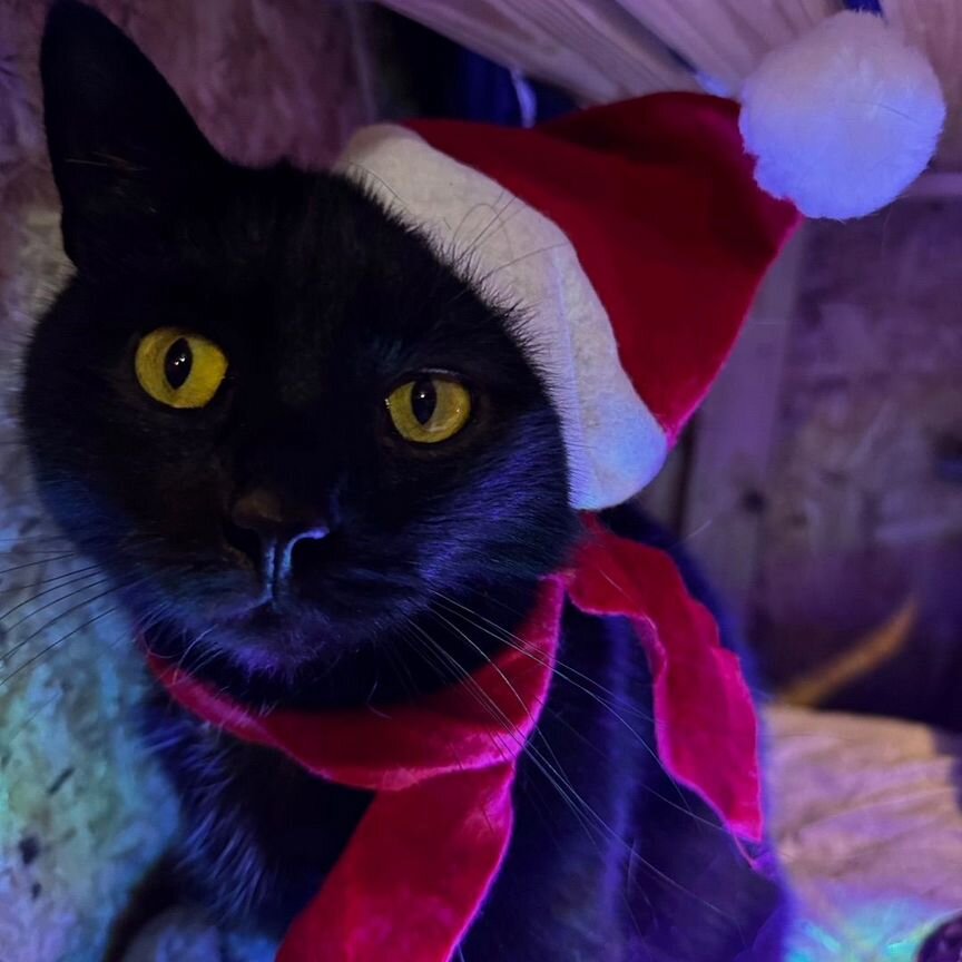 Умный котенок Кузя