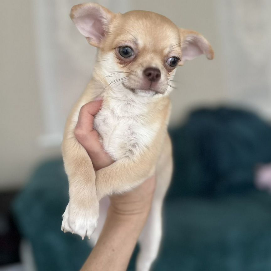 Чихуахуа, щенок