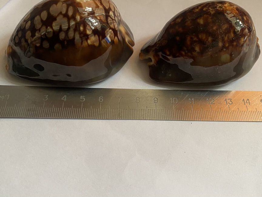 Ципрея морские ракушки