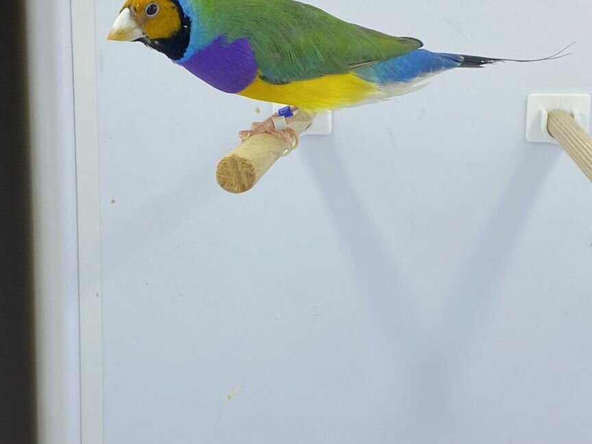 Амадина гульда самец