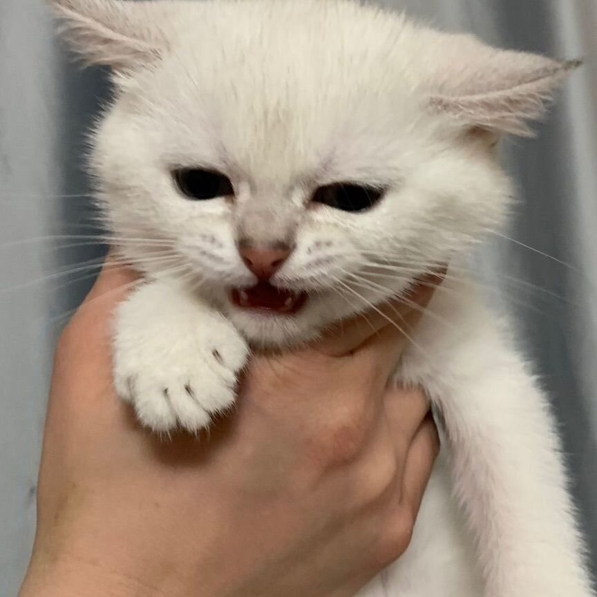 Британский короткошёрстный котёнок