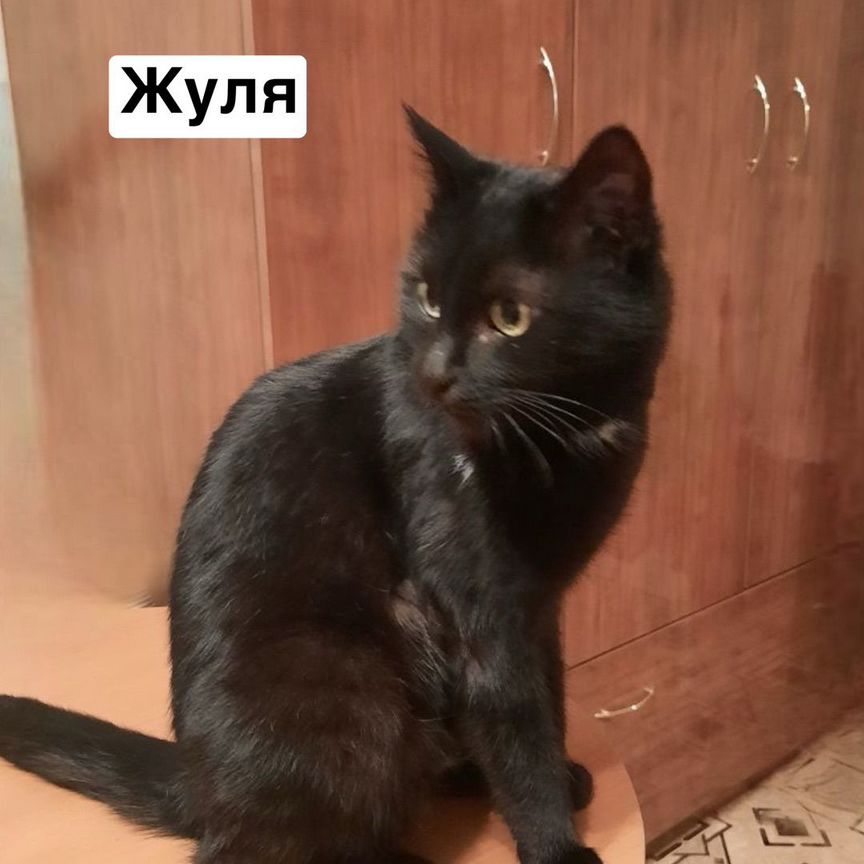 Пушистые хвостики ищут новый дом )