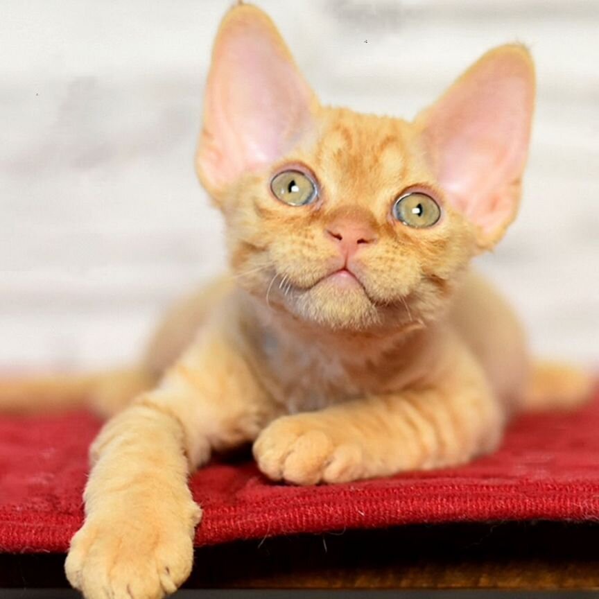 Девон-рекс котёнок