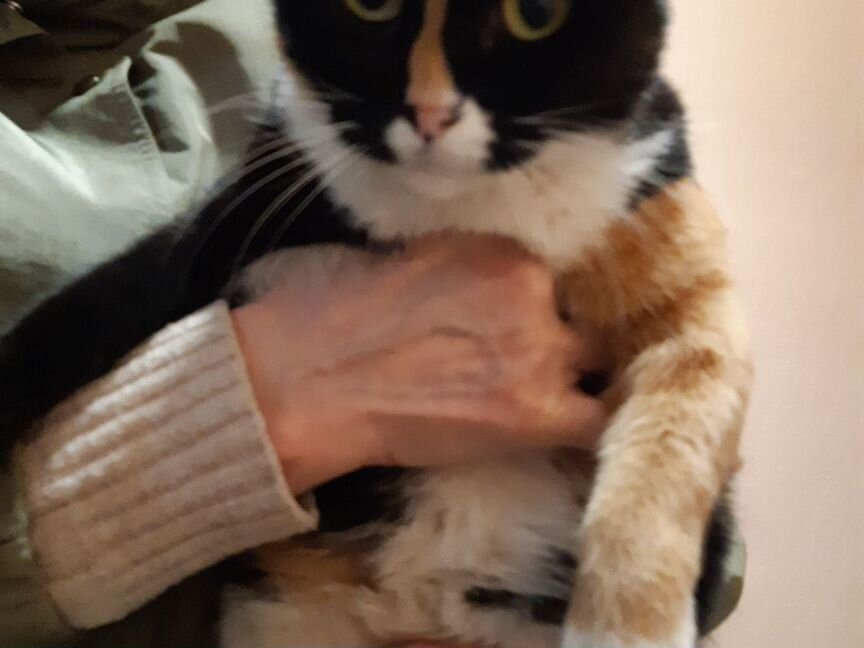 Кошка в подьезде