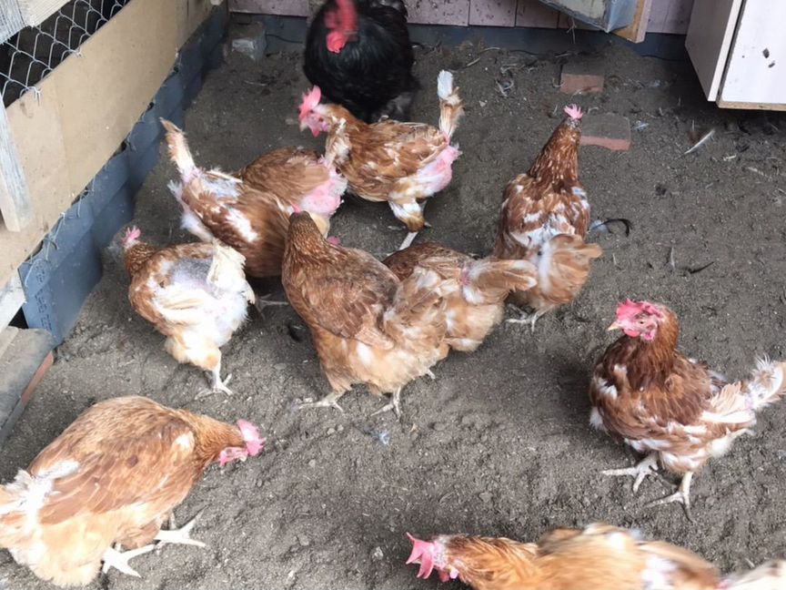 10 кур несушек с петушком