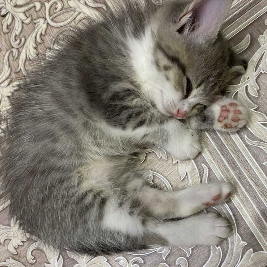 Русский голубой котёнок