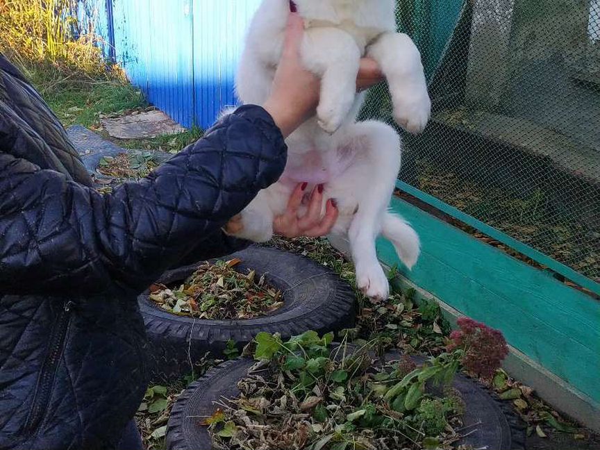 Щенки Белоснежки в добрые руки