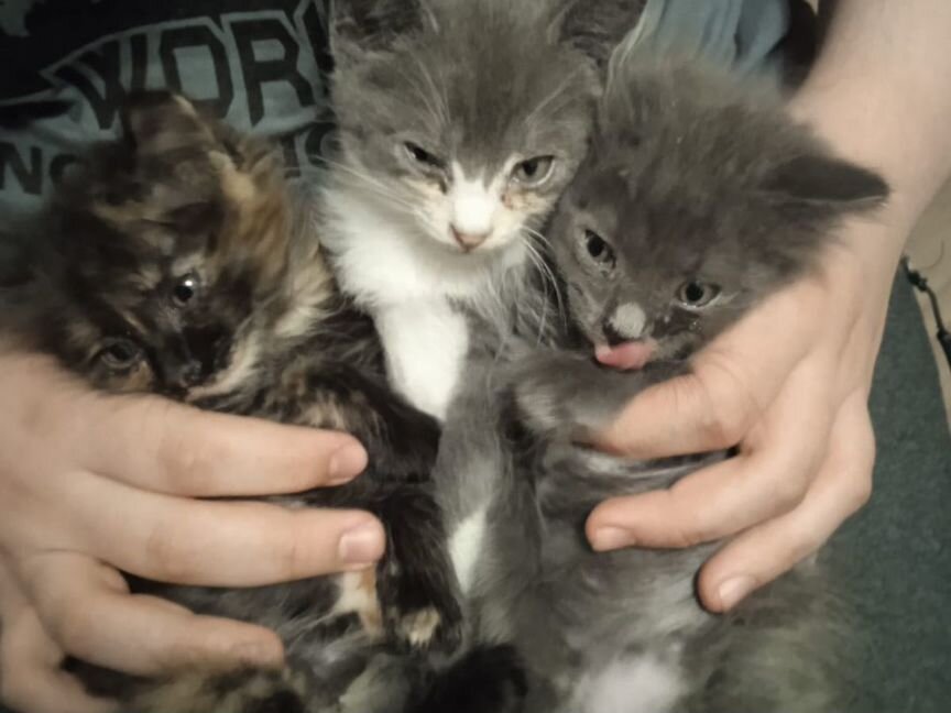 3 котёнка
