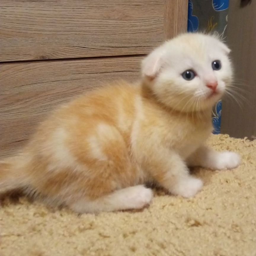 Шотландский вислоухий короткошёрстный котёнок
