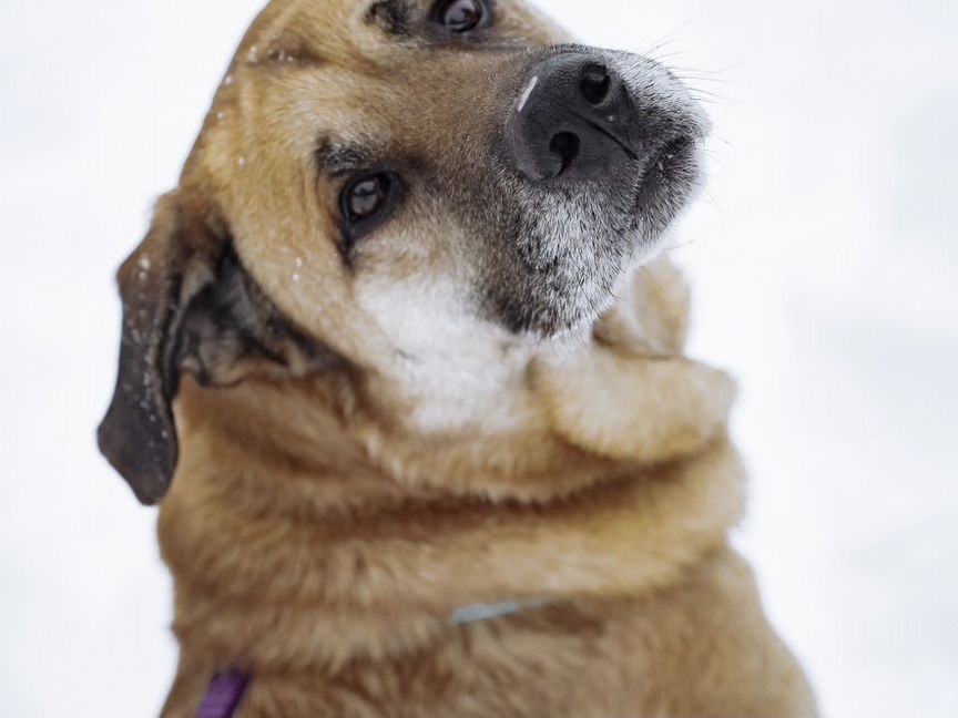 Лео-твой верный спутник