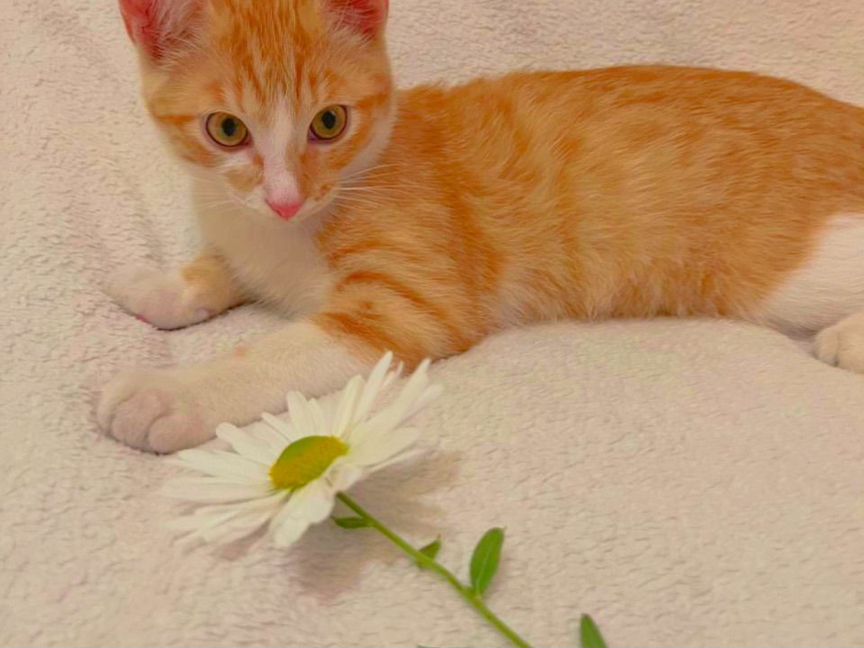 Котята ля-мур рыжий с белым в добрые руки