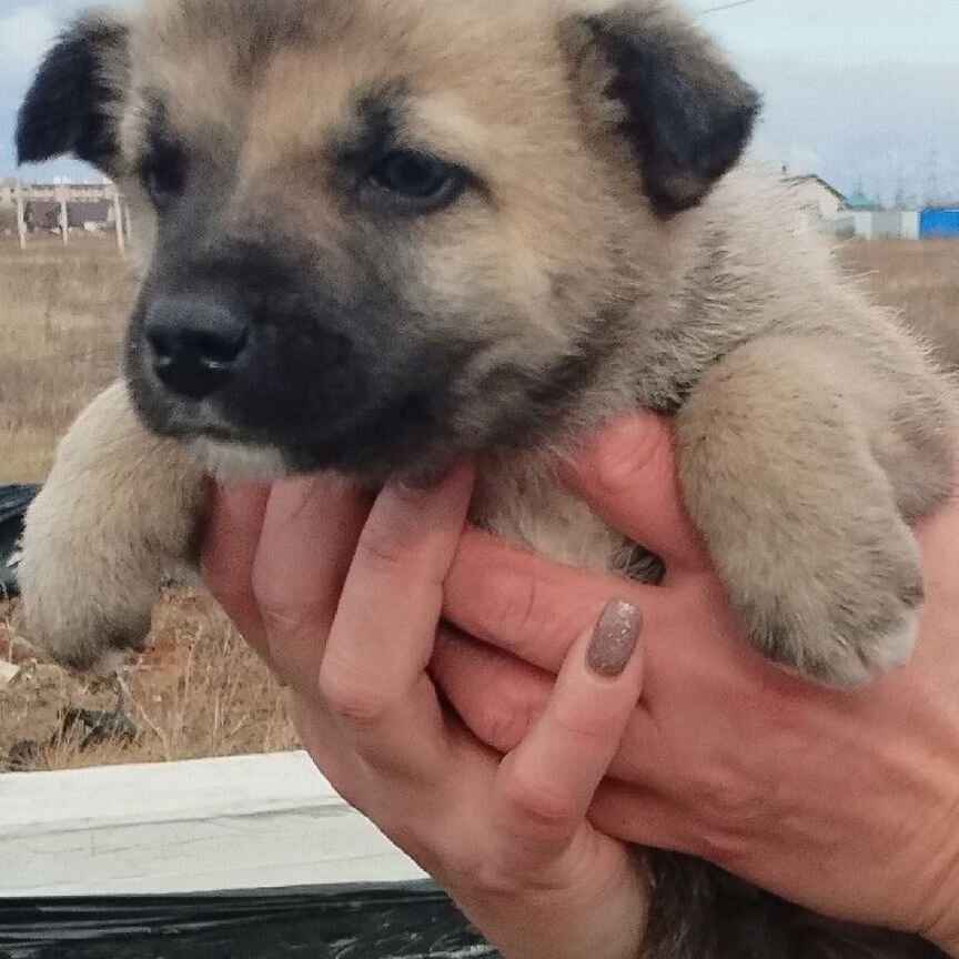 Щеночек 1 месяц