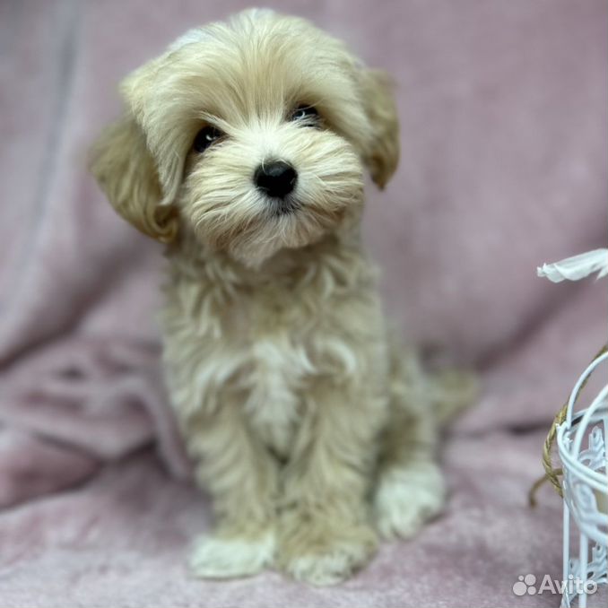 Мальтипушечки