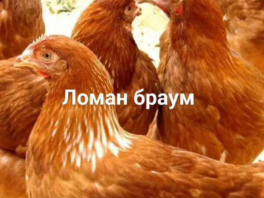 Куры
