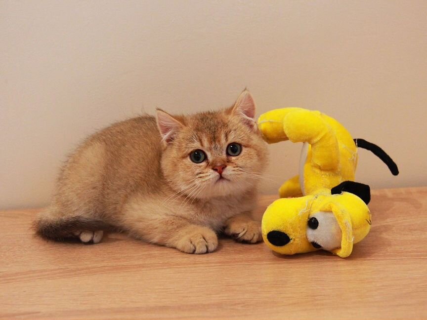 Шоколадный золотой котик