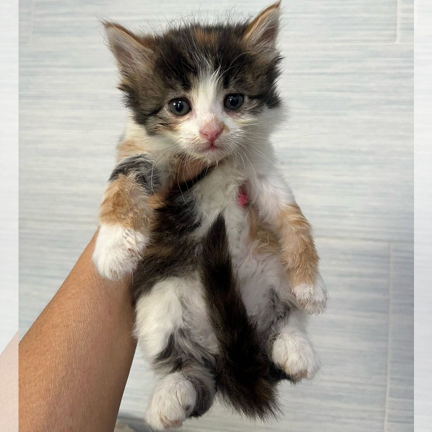 Котенок трехцветное чудо