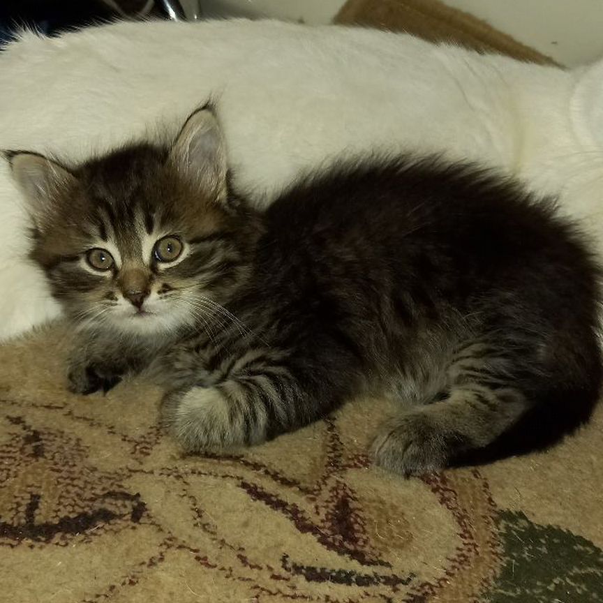 Котята мальчики в добрые руки