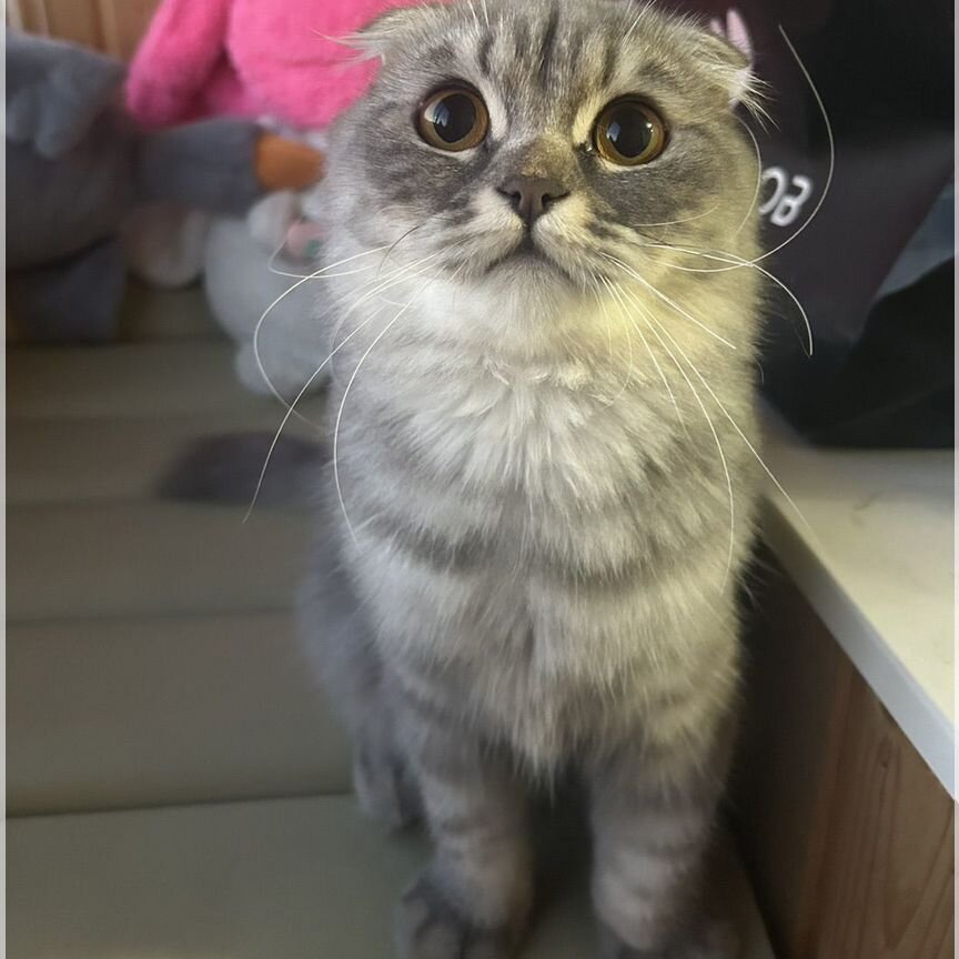 Шотландская вислоухая кошка вязка