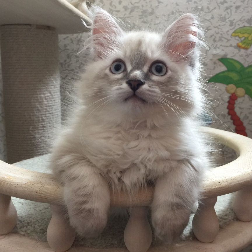 Невский маскарадный котенок