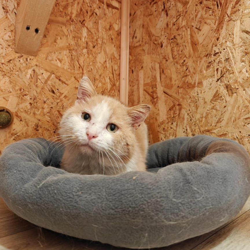 Рыжий Котик в добрые руки