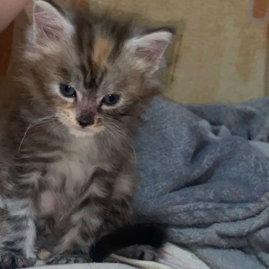 Крупные котята майкуны