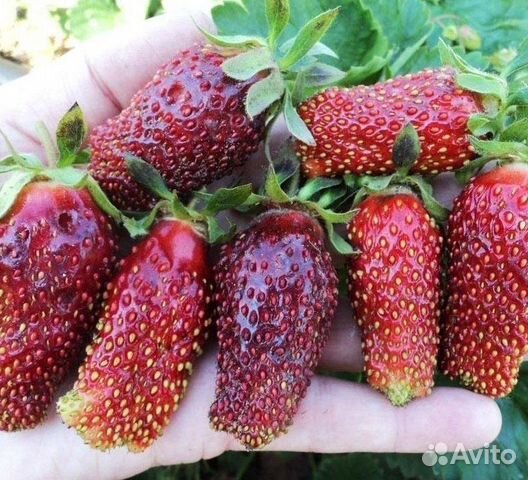 Купчиха земклубника купить в Кемерово | Товары для дома и дачи | Авито