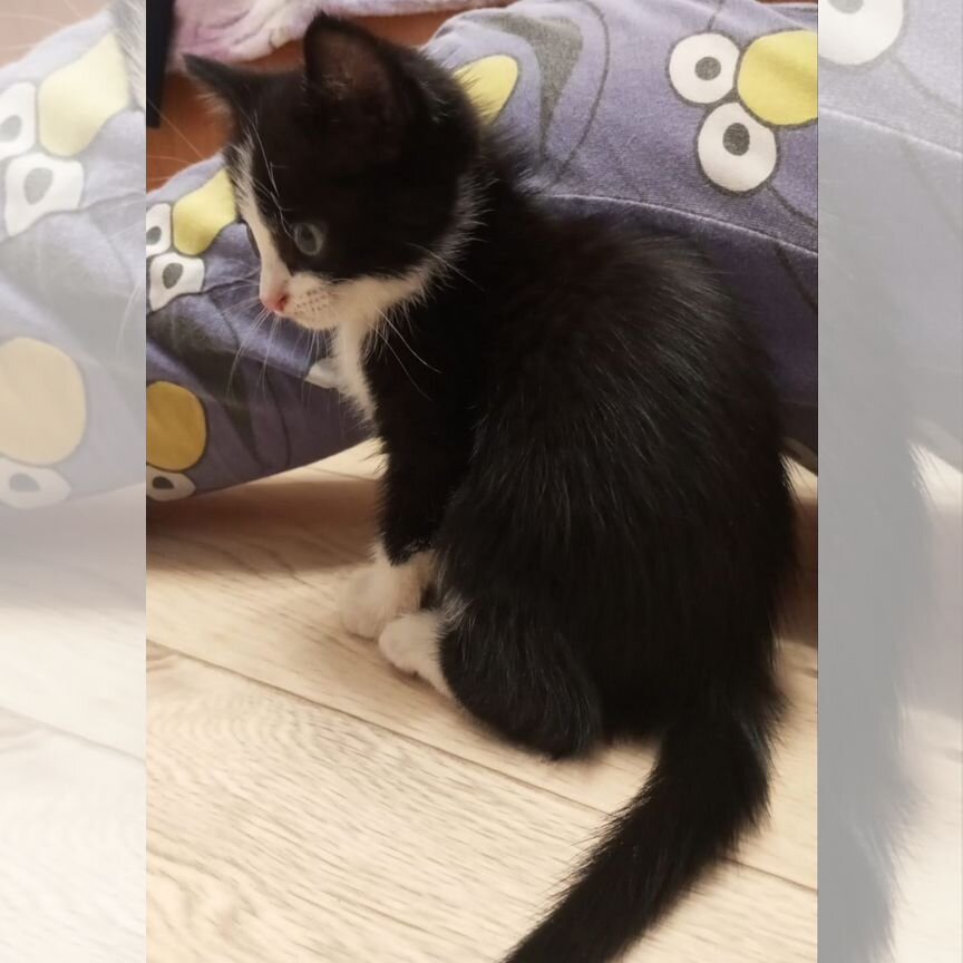 Кошки в добрые руки бесплатно