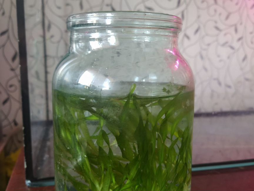 Валлиснерия спиральная