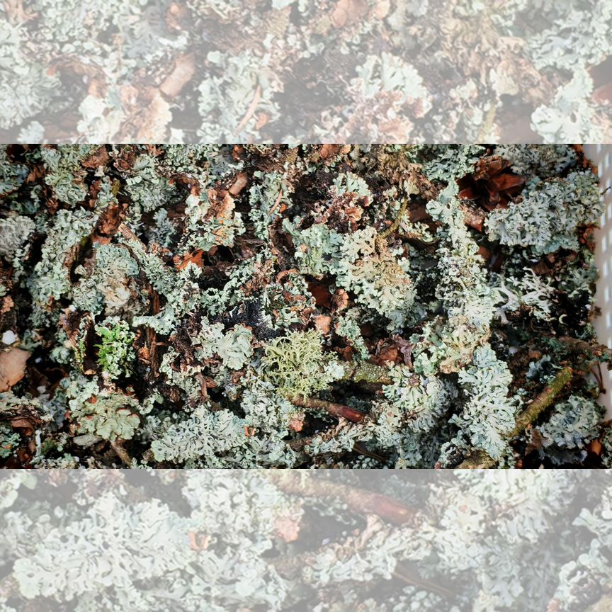 Лишайник для творчества и корм для животных