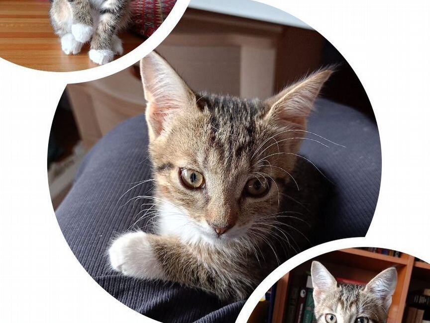 Котенок 2 месяца ищет дом