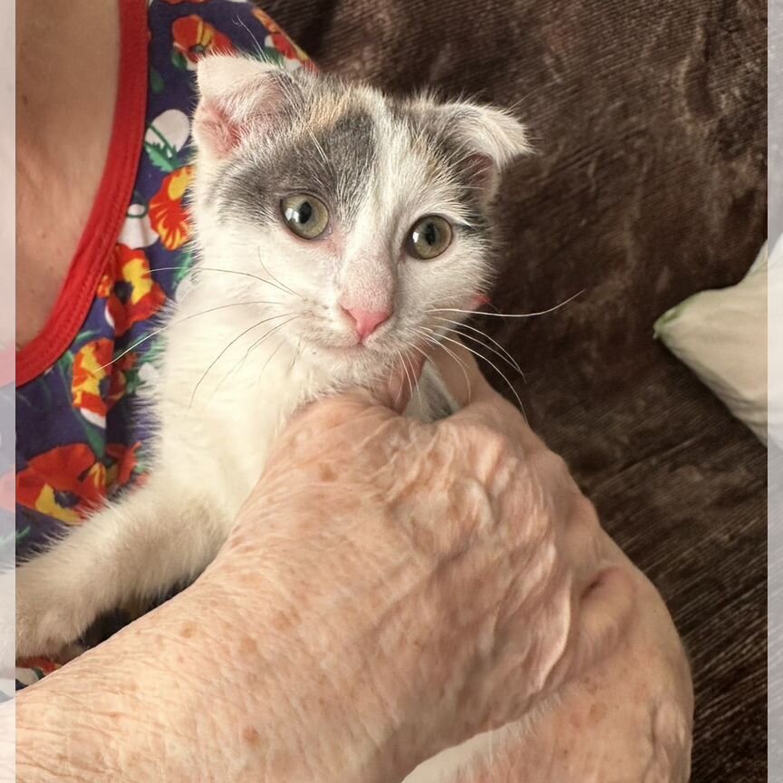 Котёнок девочка богатка