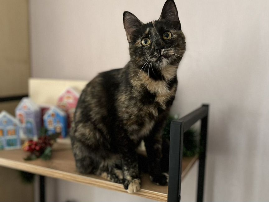 Кошечка трехцветка черепаховая