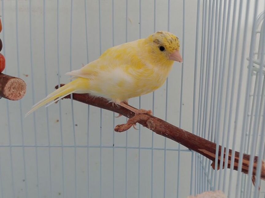 Кенара и канарейки