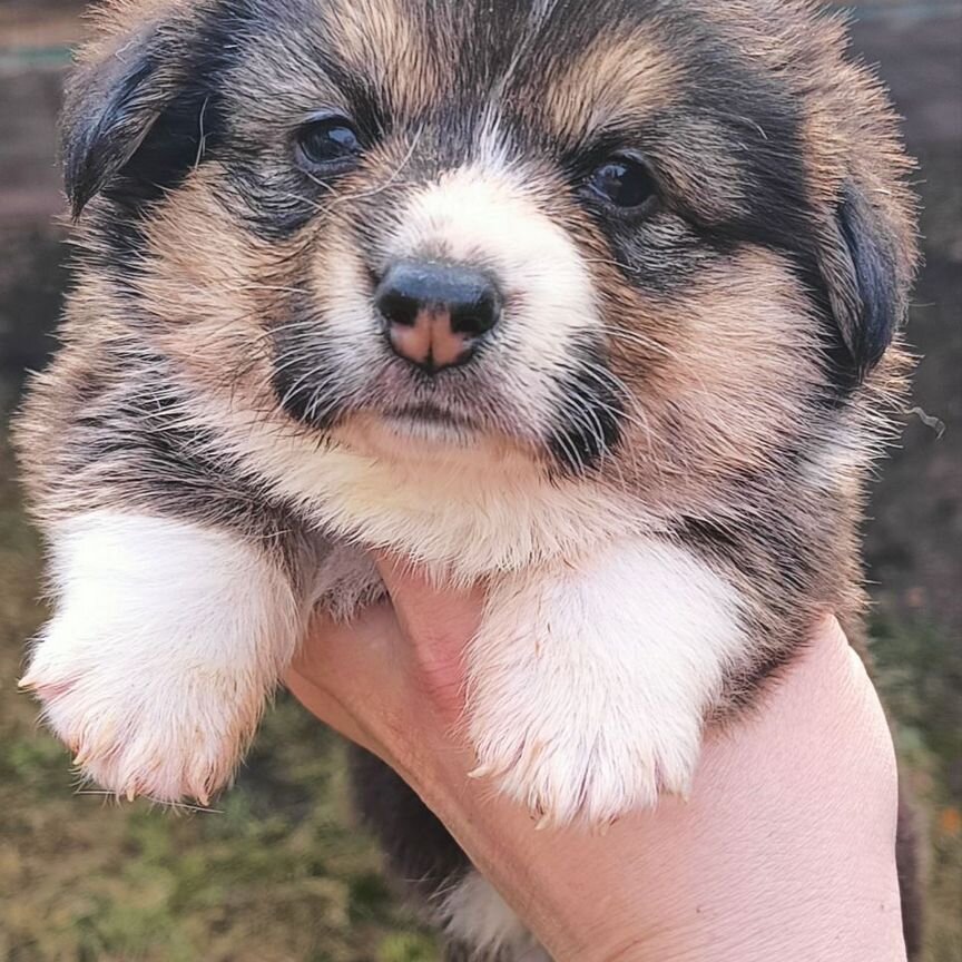 Мальчик триколор вельш корги пемброк