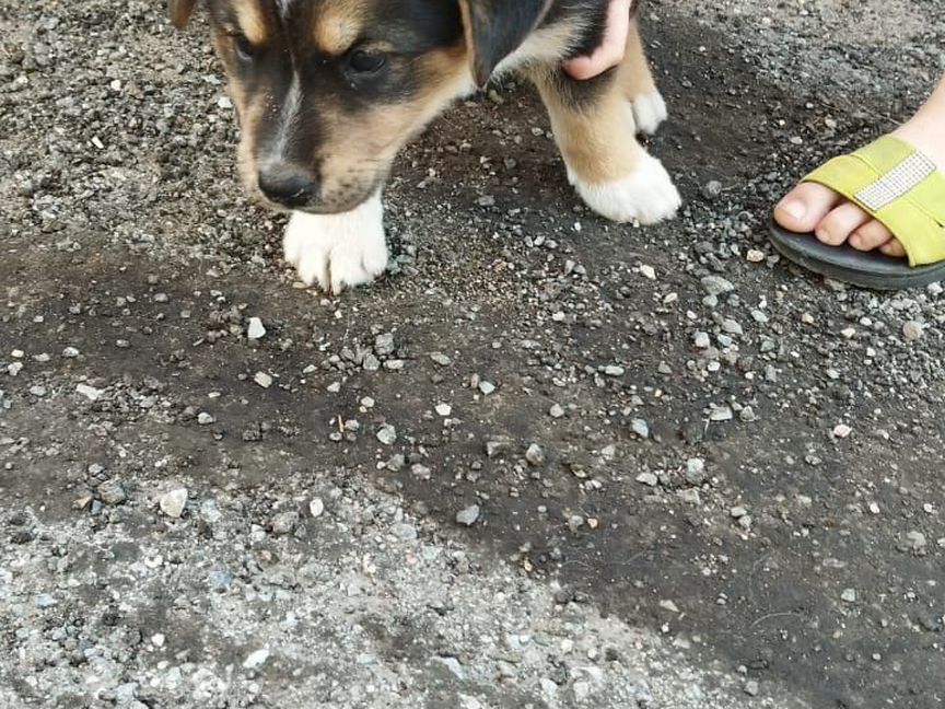 Щенок в добрые руки бесплатно маленькая порода