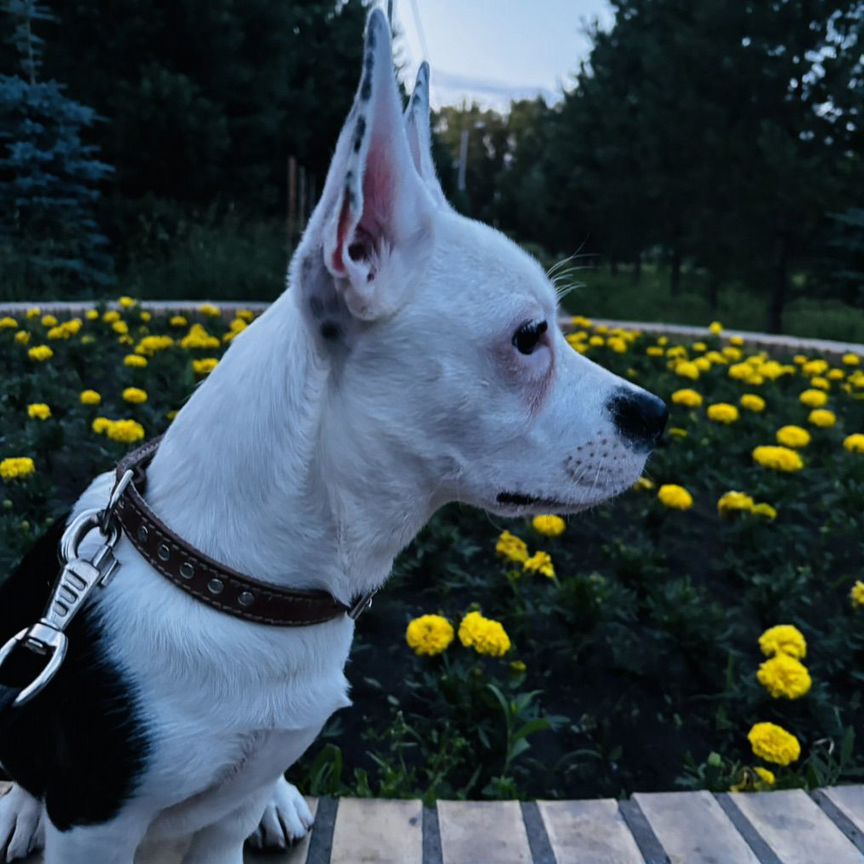 Щенок в добрые руки