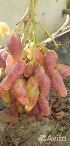 Черенки винограда (чубуки) купить в Москве | Товары для дома и дачи | Авито