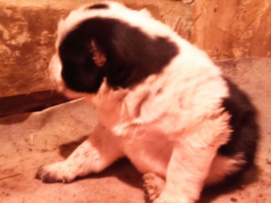 Щенки алабая