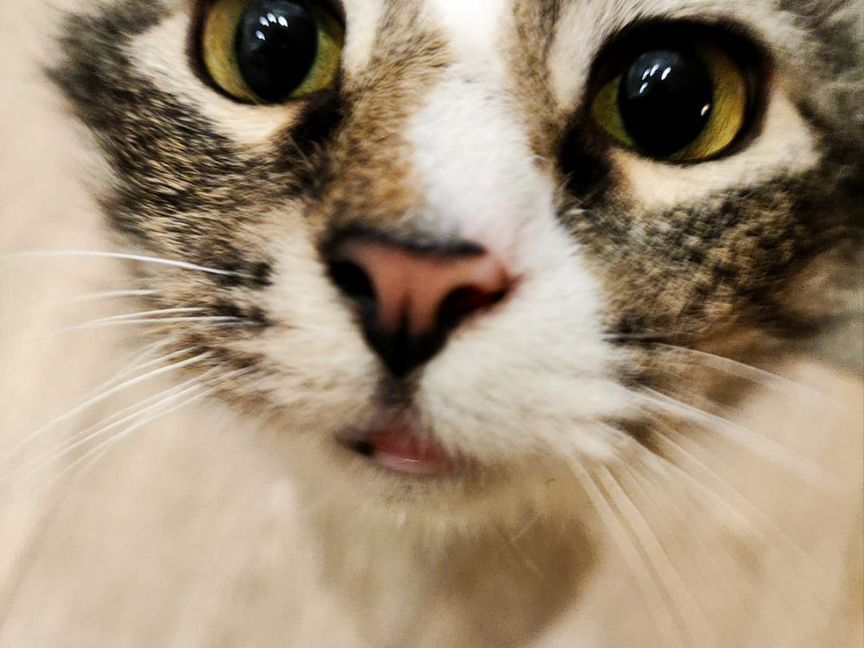 Сибирский кот