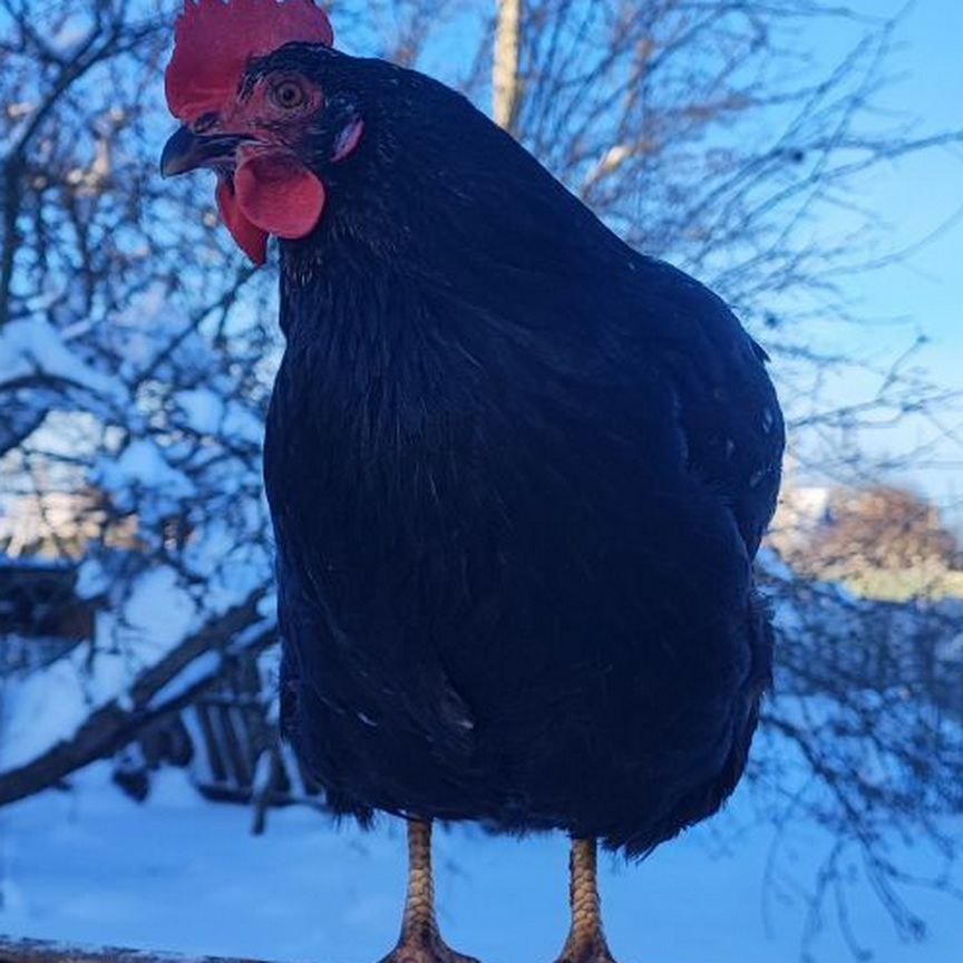 Куры гуси утки