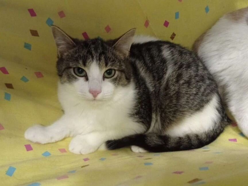 Котик Джони ищет дом